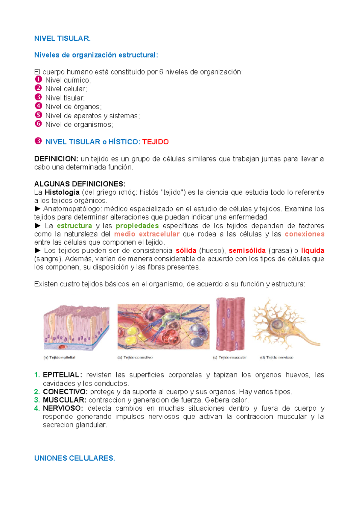 Nivel Tisular - .... - NIVEL TISULAR. Niveles de organización ...