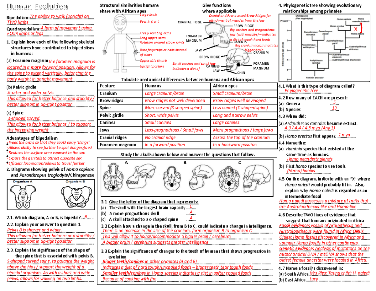 11.3 Human Evolution-1 - Structural similarities humans Give functions ...