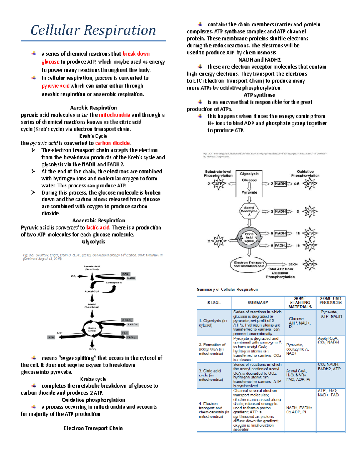 Cellular Respiration Notes - Cellular Respiration a series of chemical ...