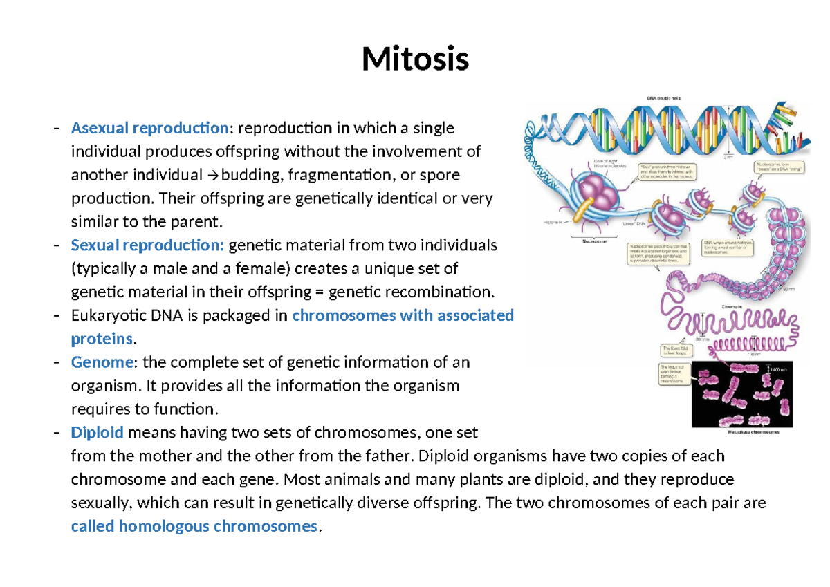 Genetics: Mitosis - Mitosis Asexual reproduction: reproduction in which ...
