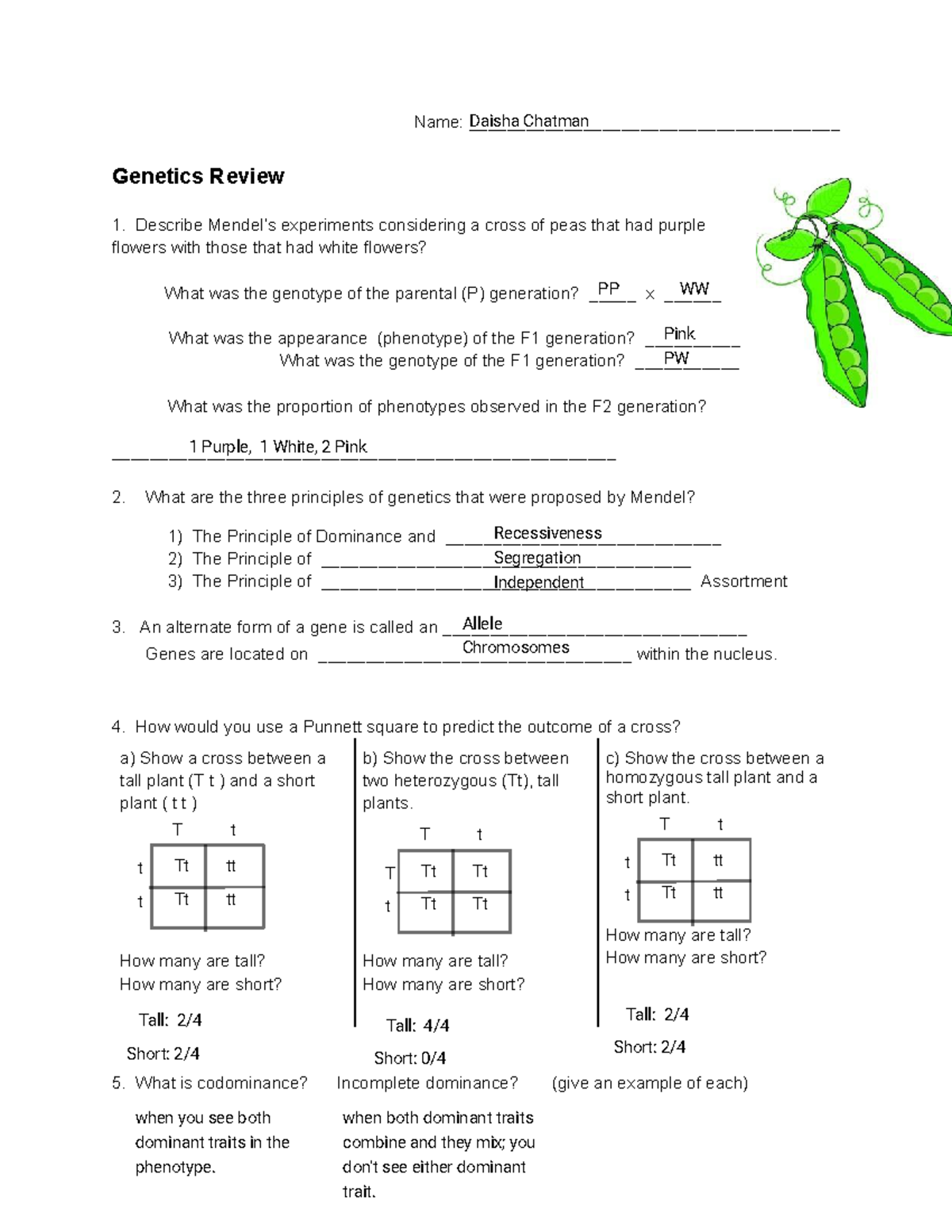 Genetics Review - Name ...