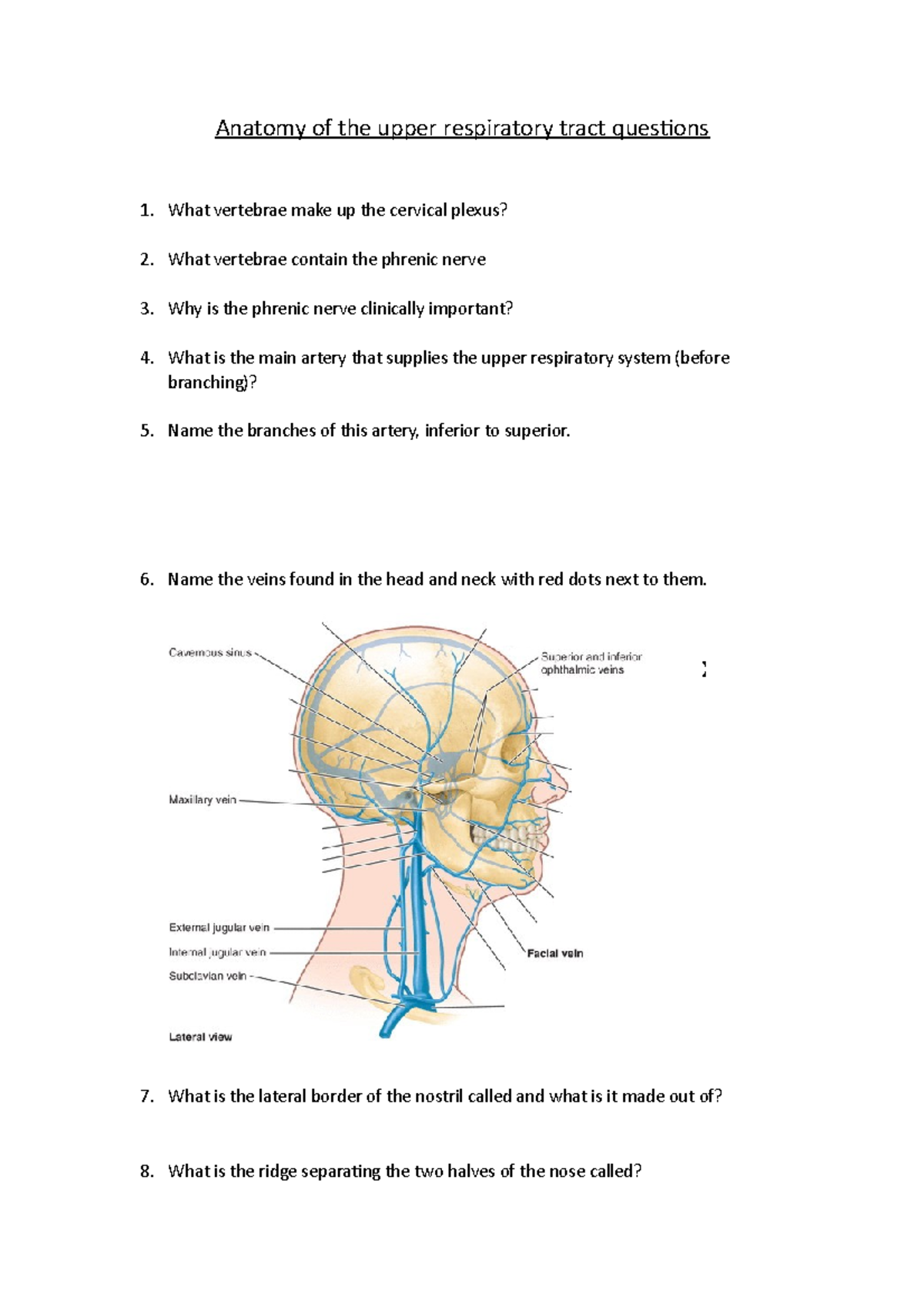 Anatomy of the upper respiratory tract questions - Name the veins found ...