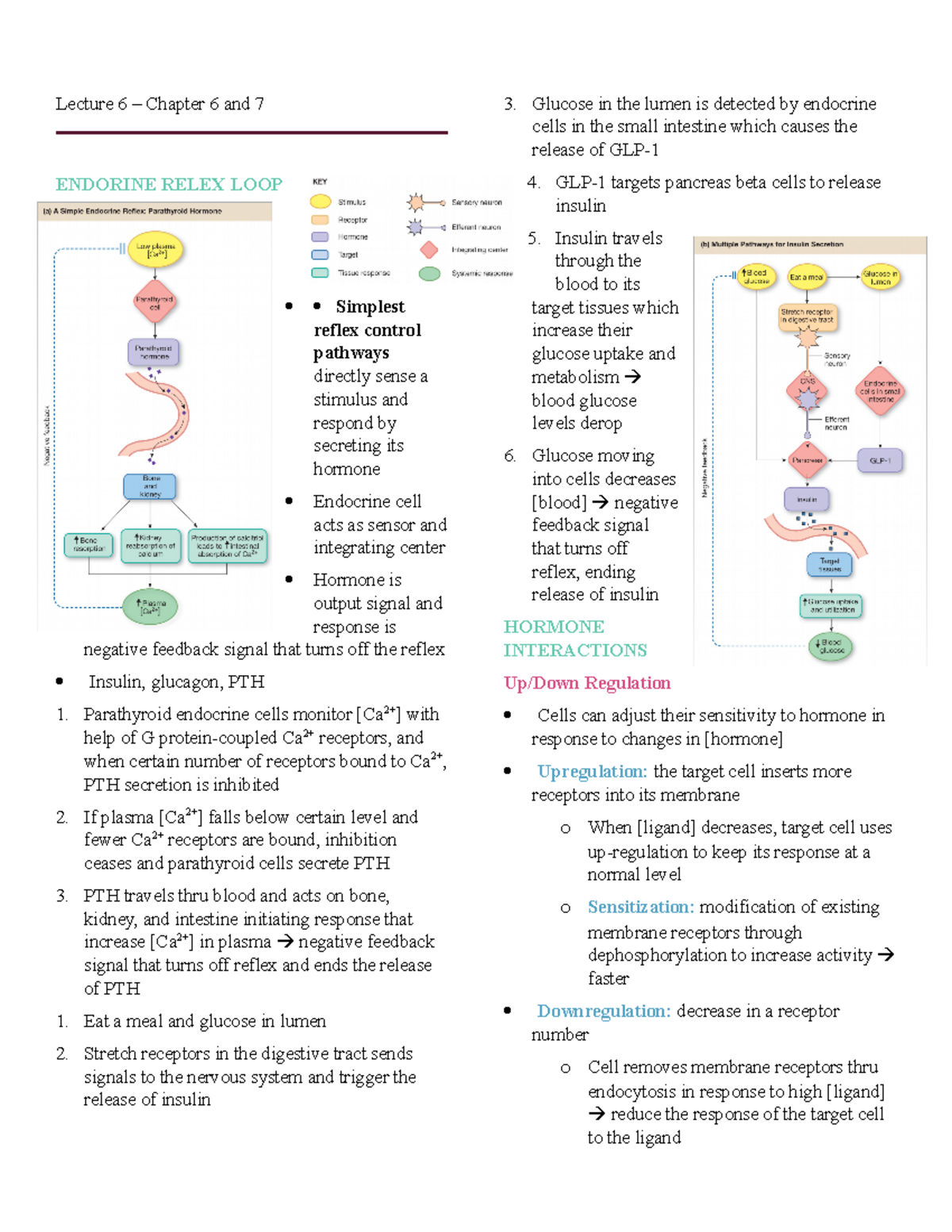Lecture 6 - Nadine Wicks - Lecture 6 – Chapter 6 and 7 ENDORINE RELEX ...