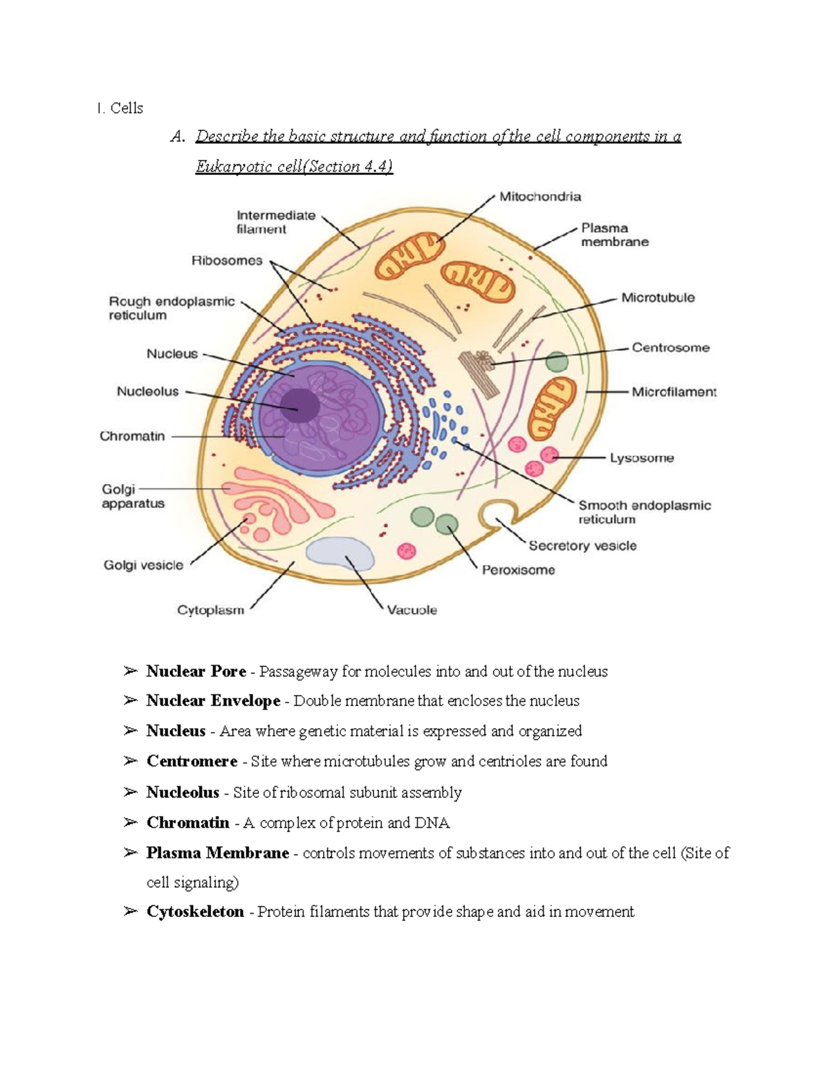 Final Exam review - I. Cells A. Describe the basic structure and ...