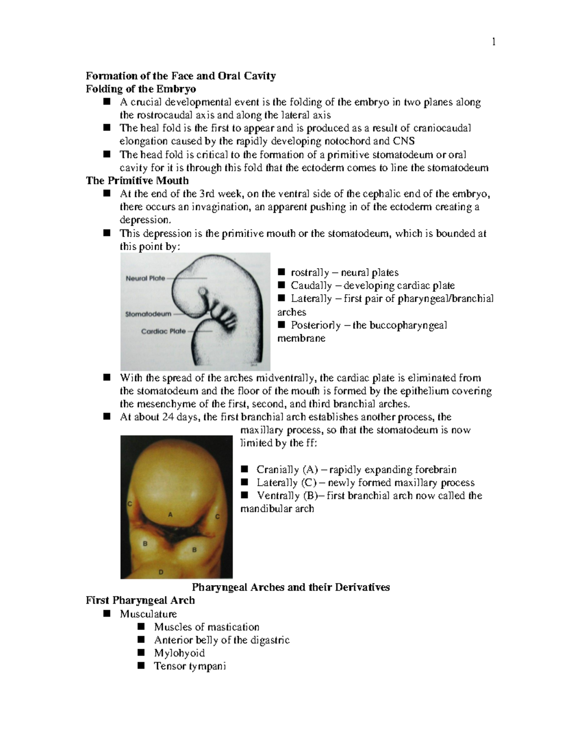 Formation of the Face and Oral Cavity - This depression is the ...