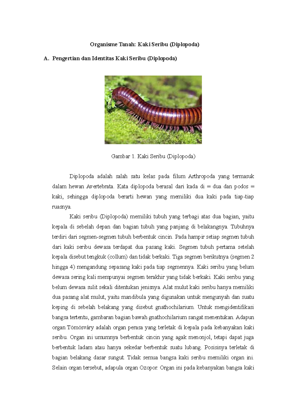 Makalah Organisme Tanah Kaki Seribu (Diplopoda) - Organisme Tanah: Kaki Seribu (Diplopoda) A ...