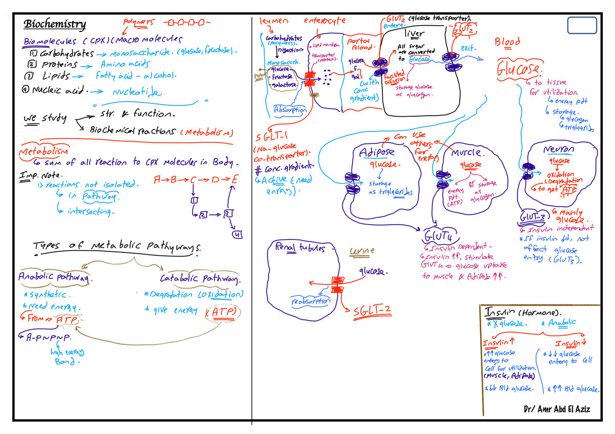 Lec 1 2 - Summary Biochemistry 2 - Studocu