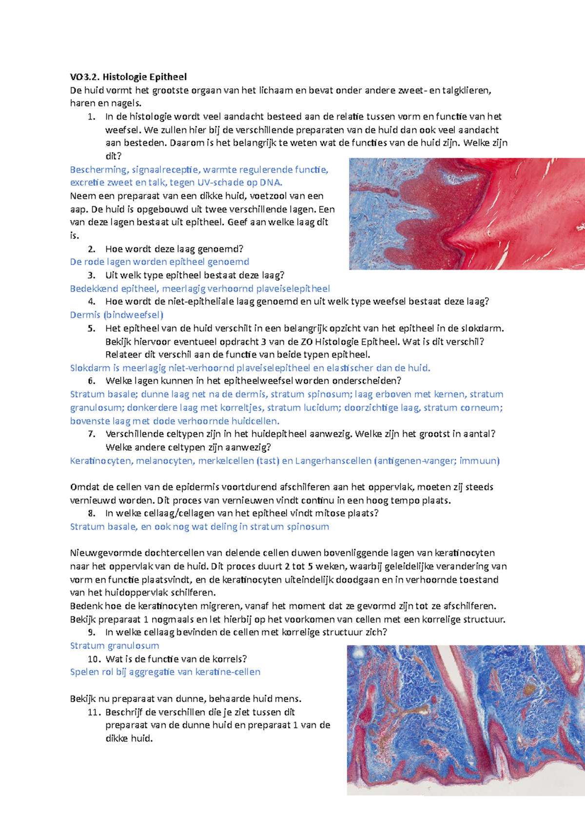 VO2 Histologie epitheel - VO3. Histologie Epitheel De huid vormt het ...