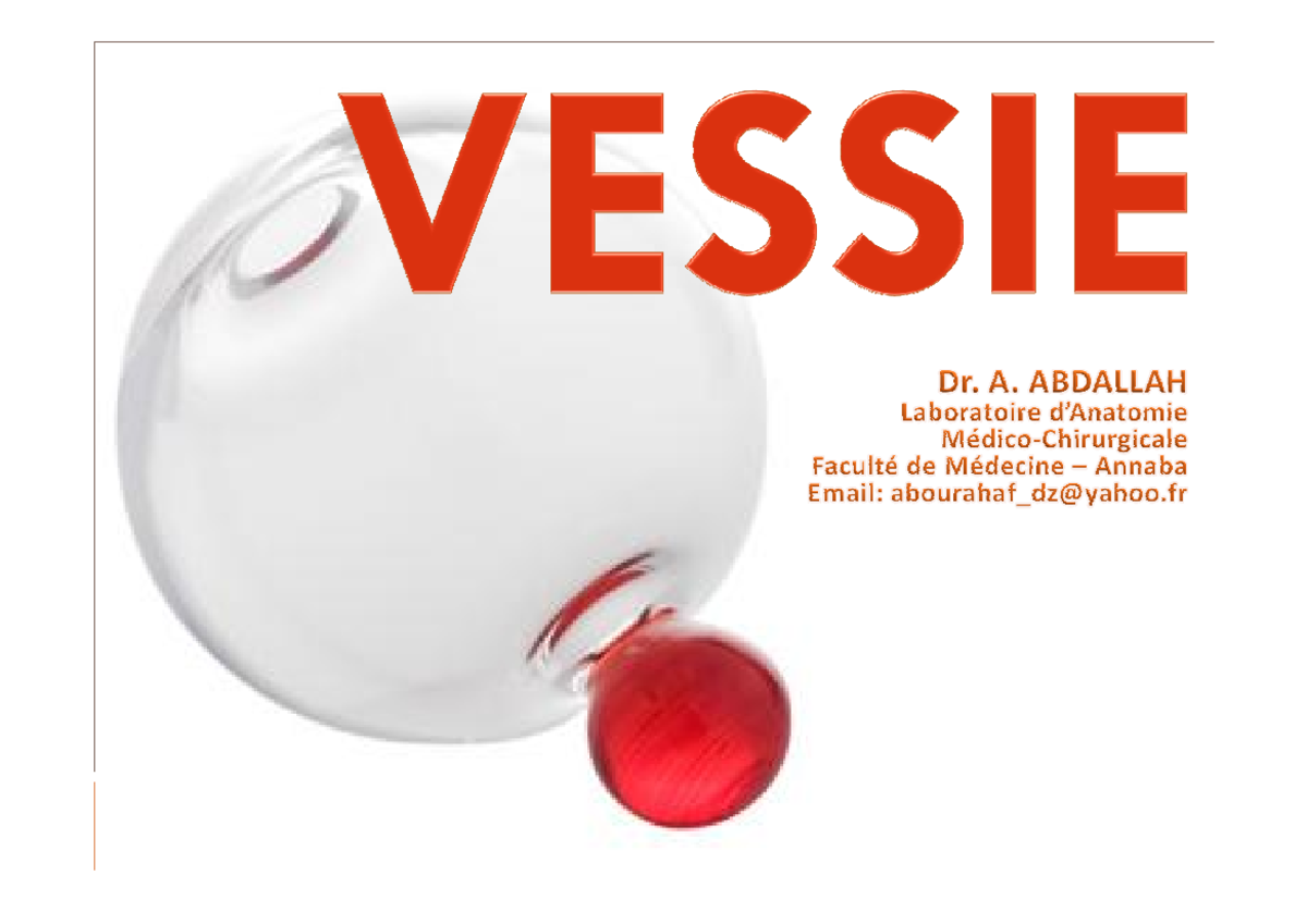 Anatomie 2an-vessie - Financiere - Toupille rouge Perle d'eau rouge ...