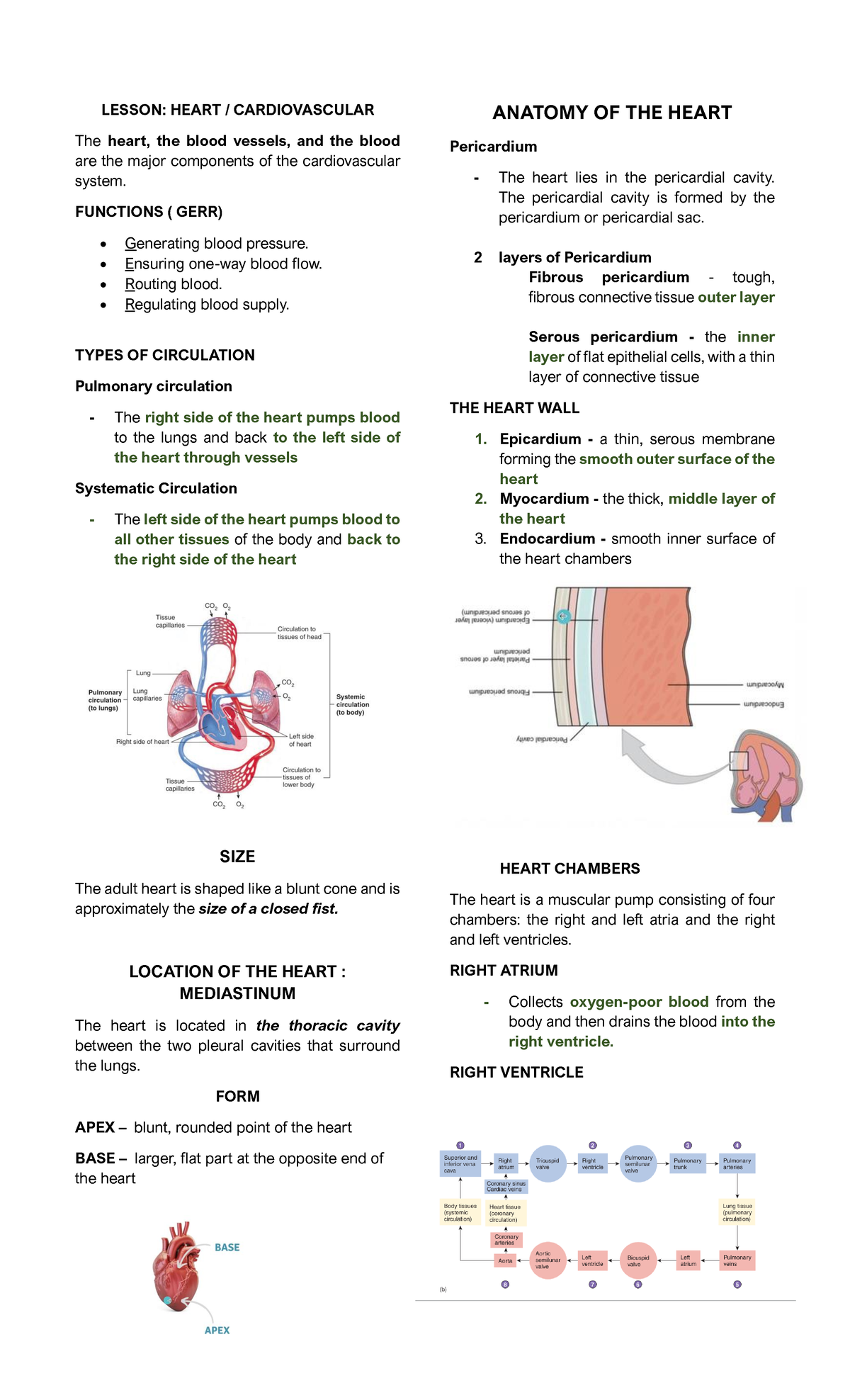 Heart - LESSON: HEART / CARDIOVASCULAR The heart, the blood vessels ...