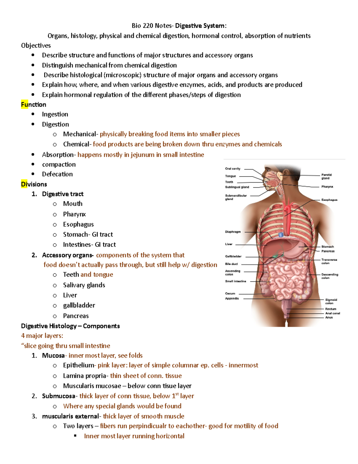 Digestive system notes - Bio 220 Notes- Digesive System : Organs ...