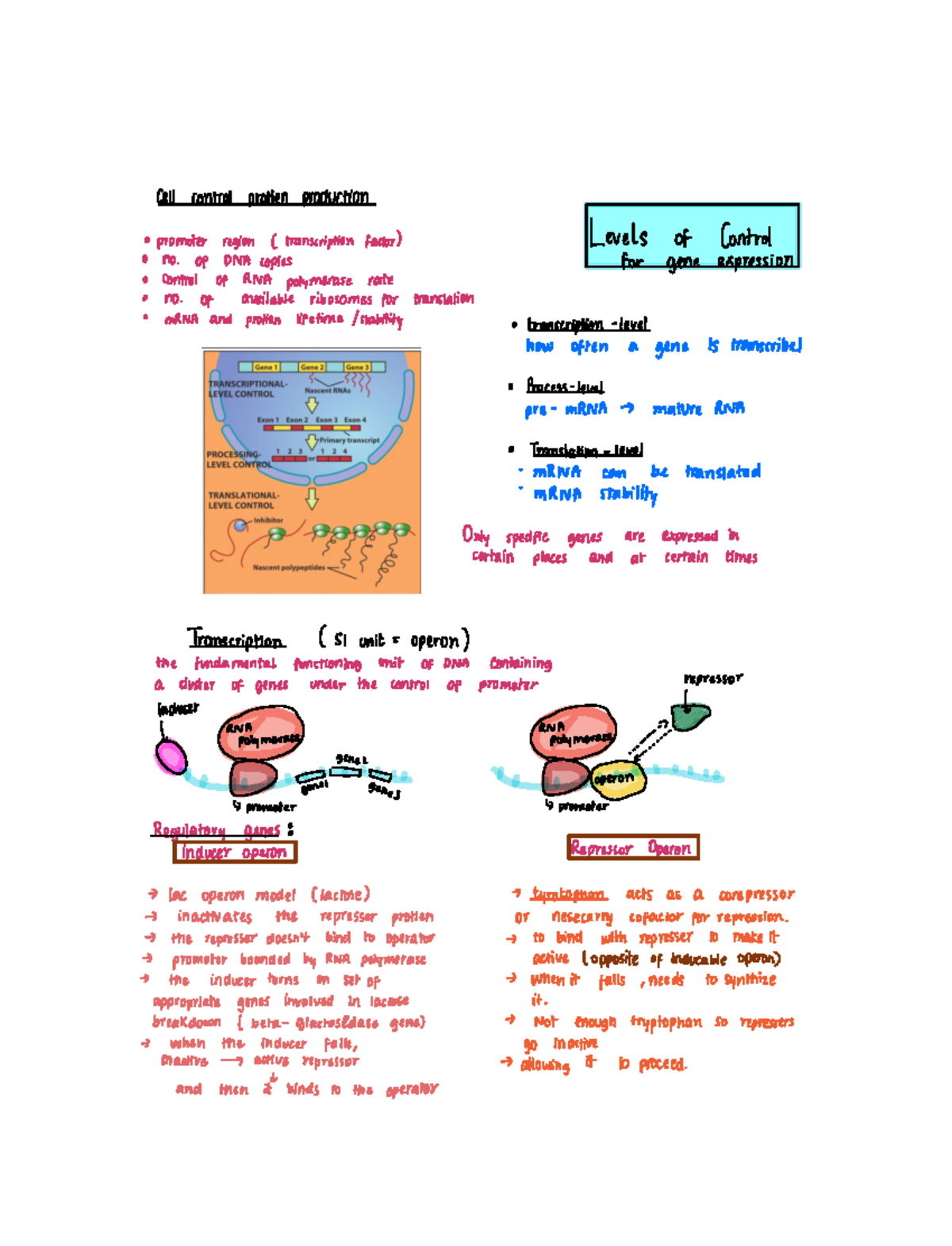 Bio exam 3 study guide - Cell control protien production promoter ...