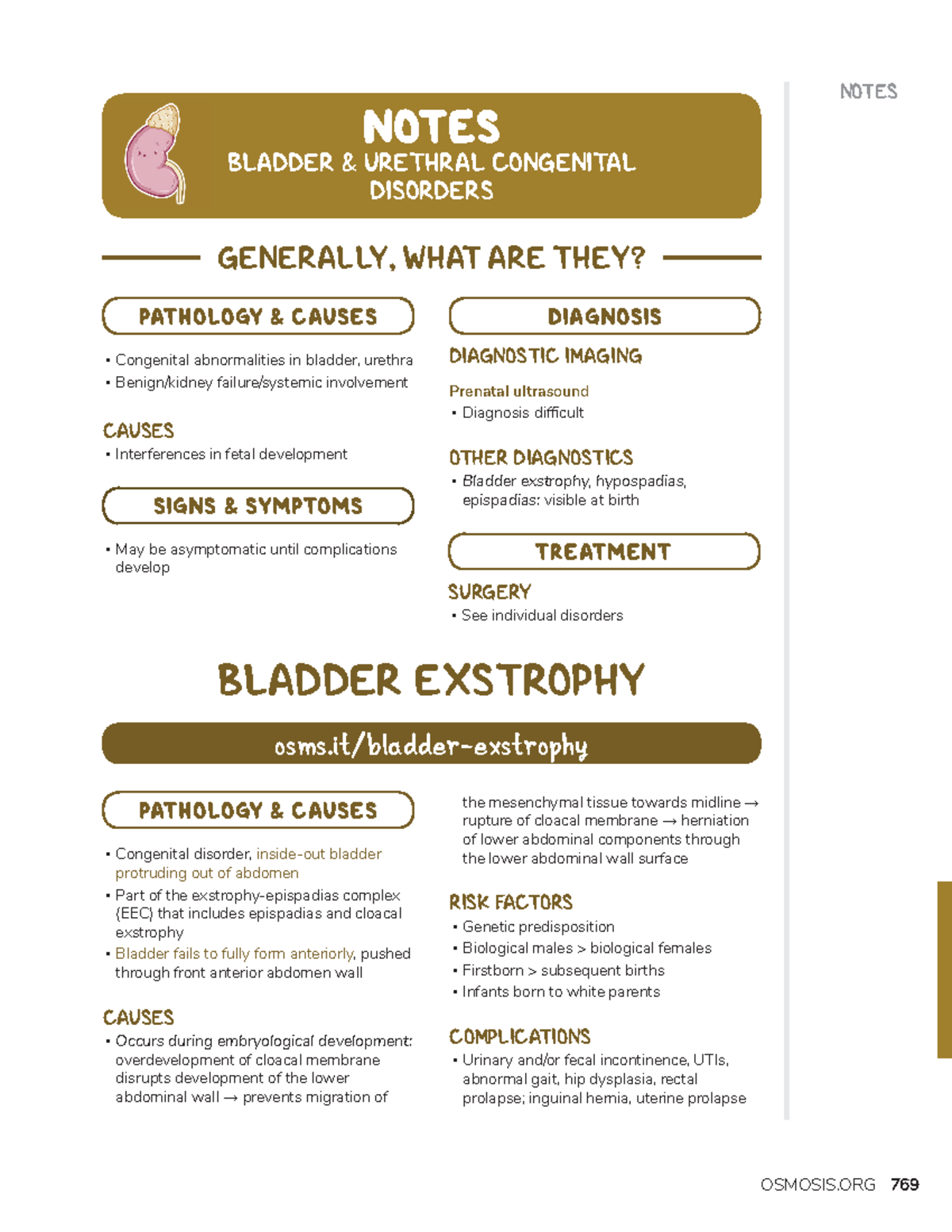 Bladder and Urethra - renal system course - NOTES NOTES BLADDER ...