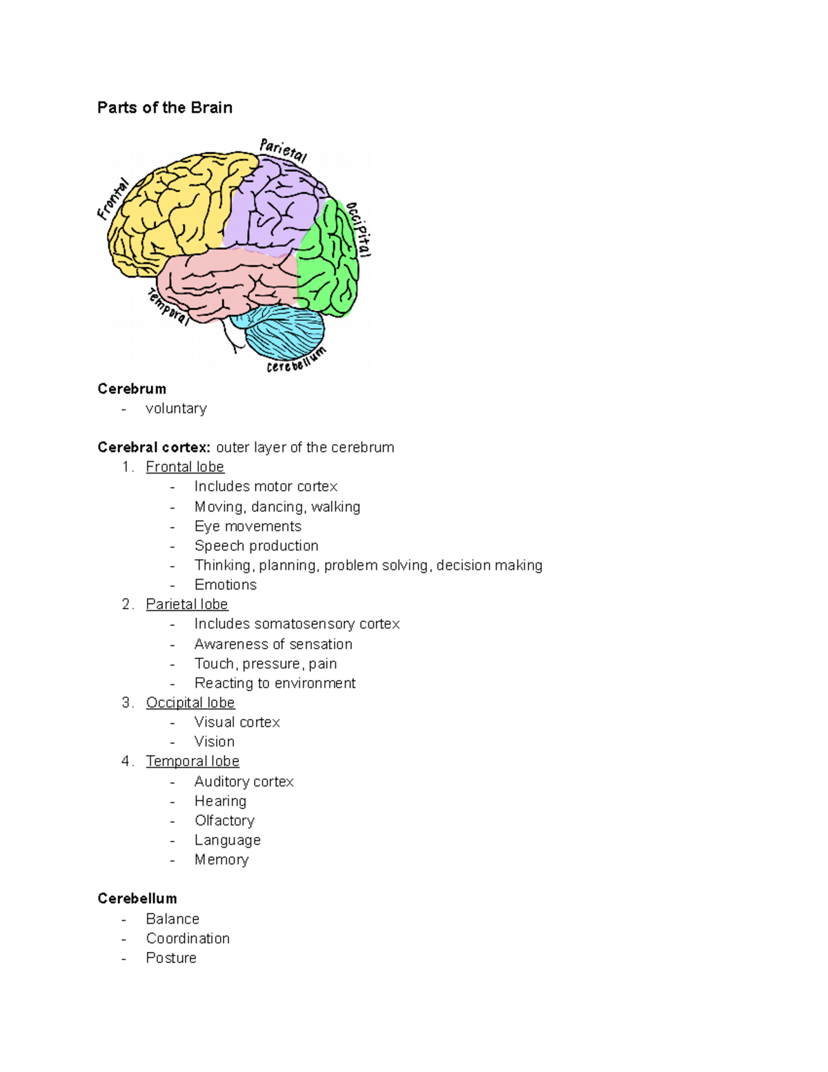Parts of the Brain - Nursing notes - Parts of the Brain Cerebrum ...