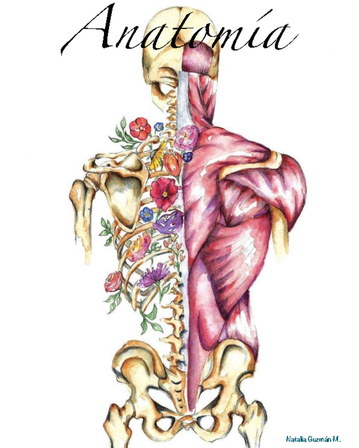Anatomía Lab ( Prueba 6) -1 - Anatomía Natalia Guzmán M. a) identifique ...