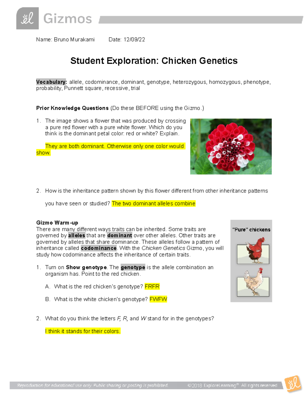 Gizmo Chicken Genetics - Name: Bruno Murakami Date: 12/09/ Student ...