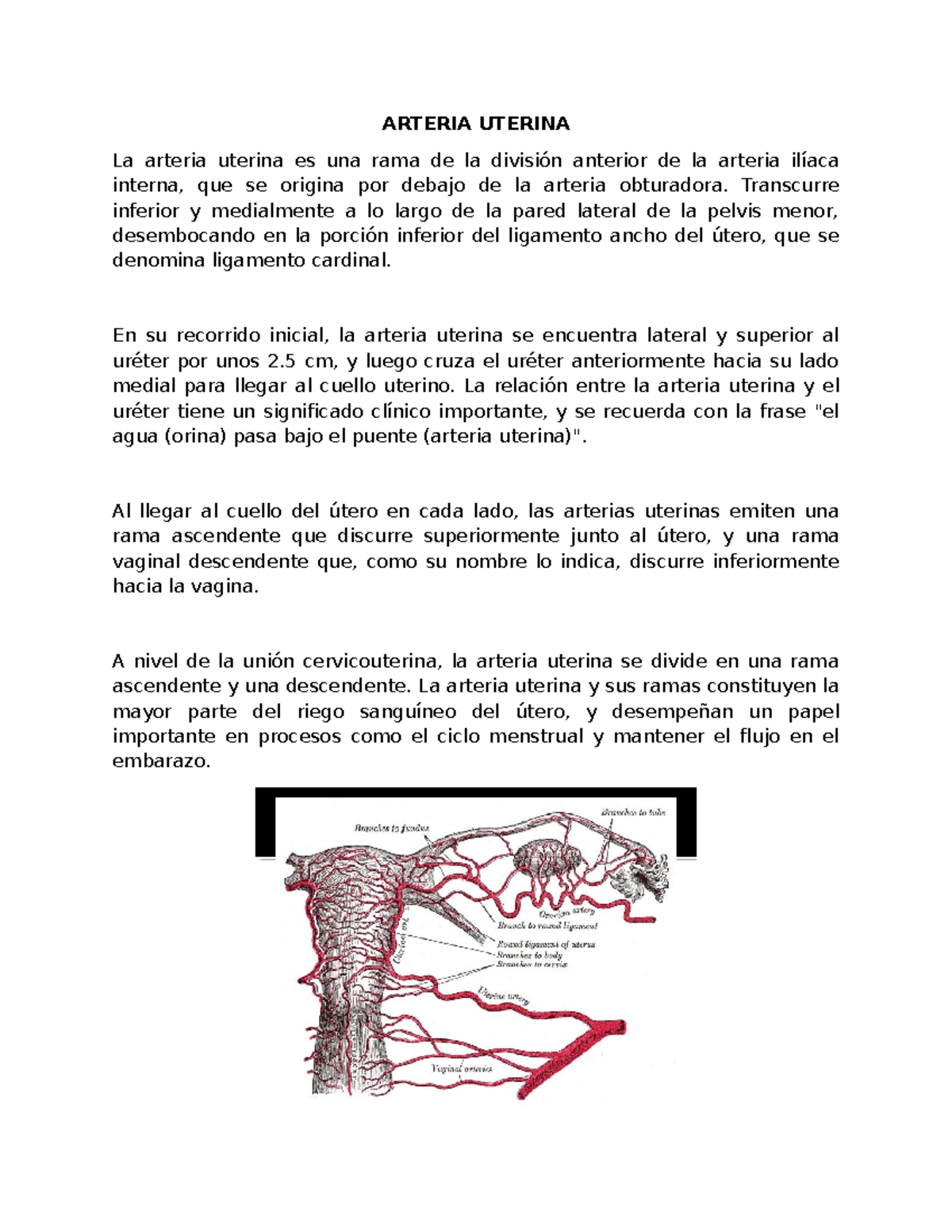 Arteria Uterina - ARTERIA UTERINA La arteria uterina es una rama de la ...