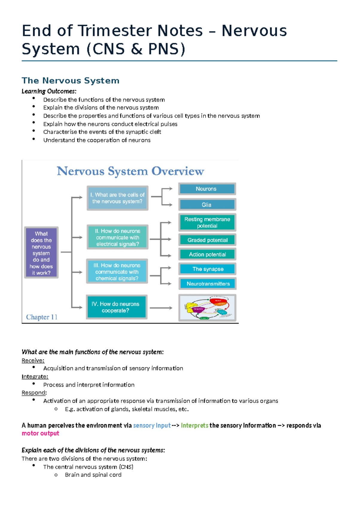 End of tri - nervous system, cns, pns - End of Trimester Notes ...