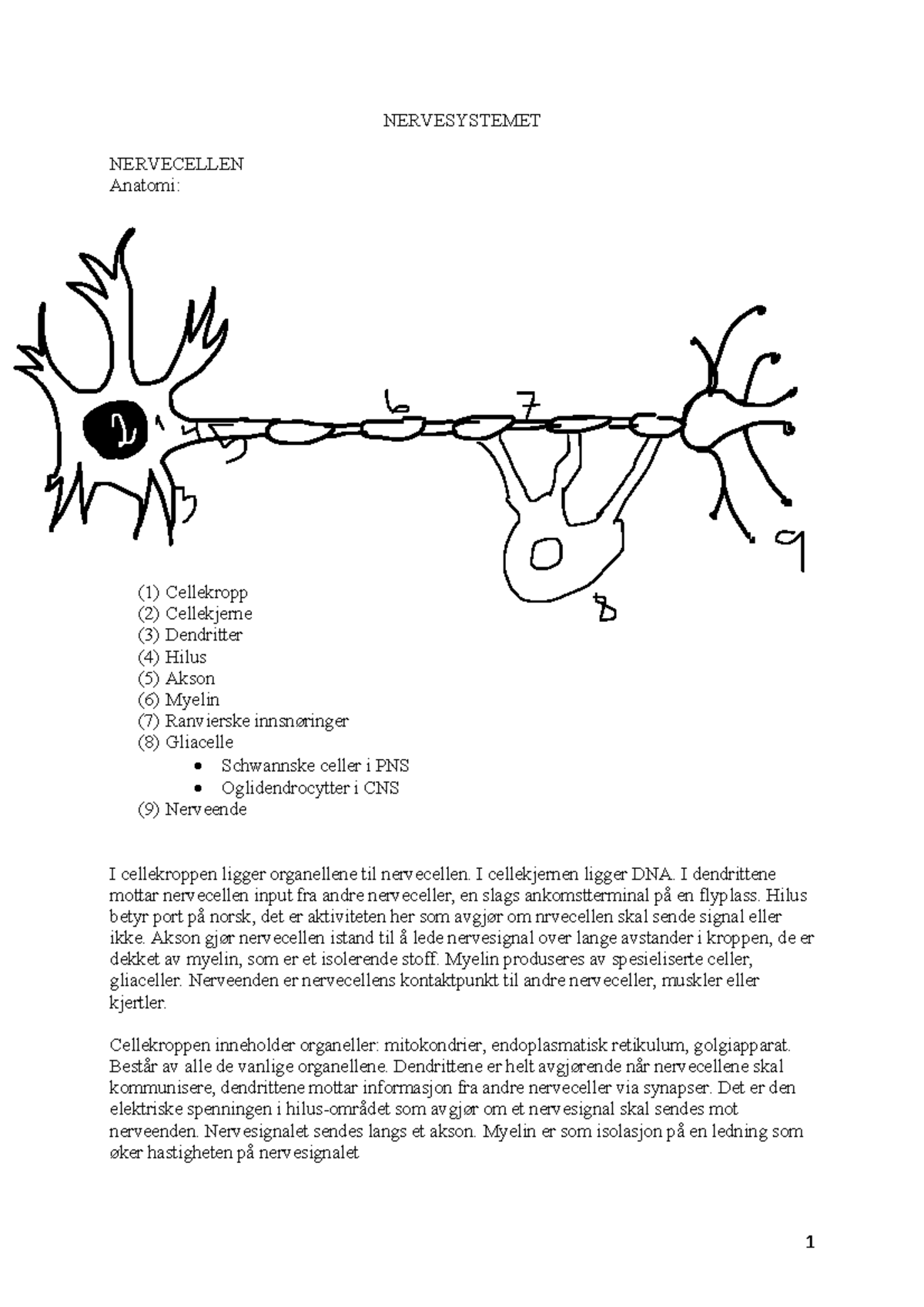 Nervesystemet, anatomi - NERVESYSTEMET NERVECELLEN Anatomi: (1 ...