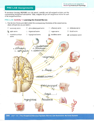 Unit 15 prelab. - BIOS 2310L - Studocu