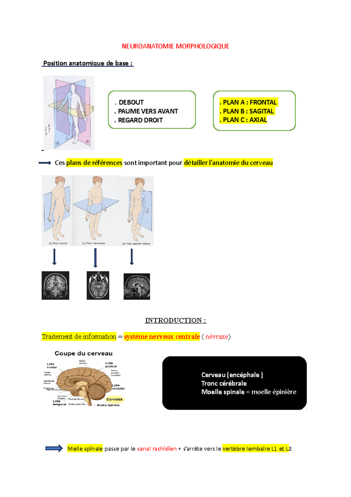 Neuroanatomie Morphologique - NEUROANATOMIE MORPHOLOGIQUE Position ...
