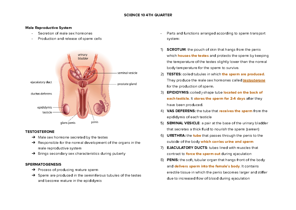 Science Grade 10 4th Quarter Reviewer Male Reproductive System