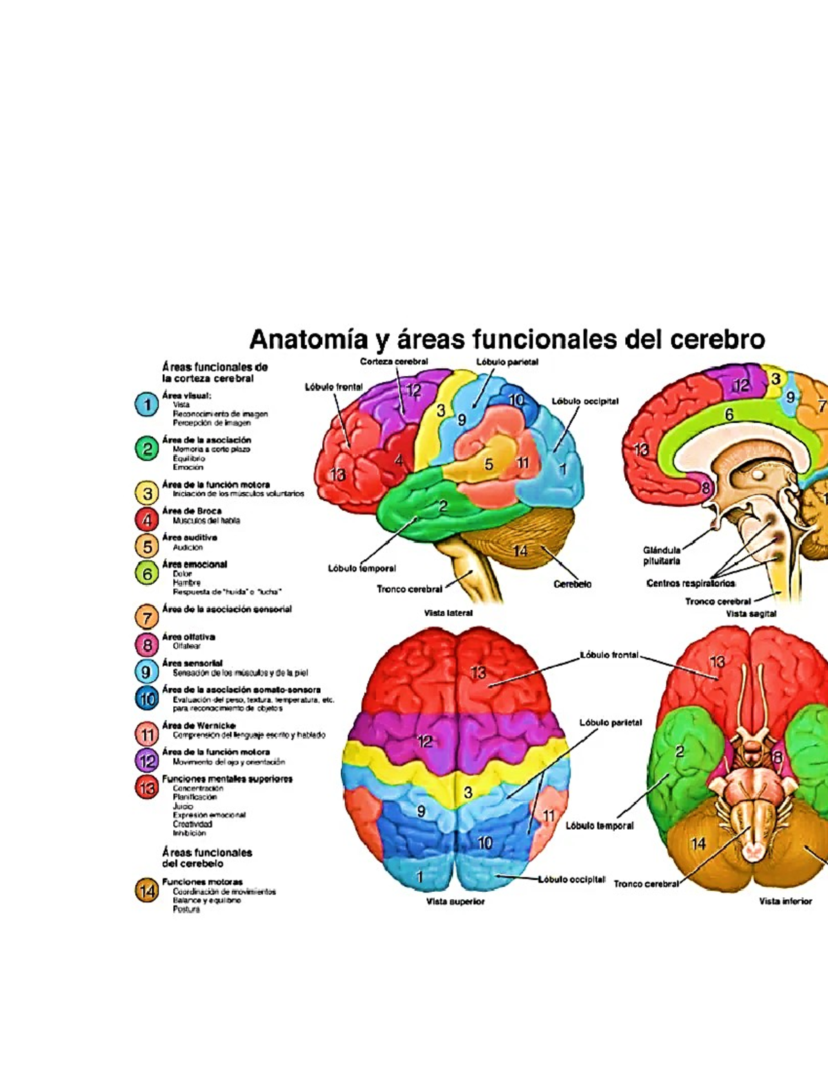 Lóbulos parietales - Lóbulos parietales Varias áreas de los lóbulos ...