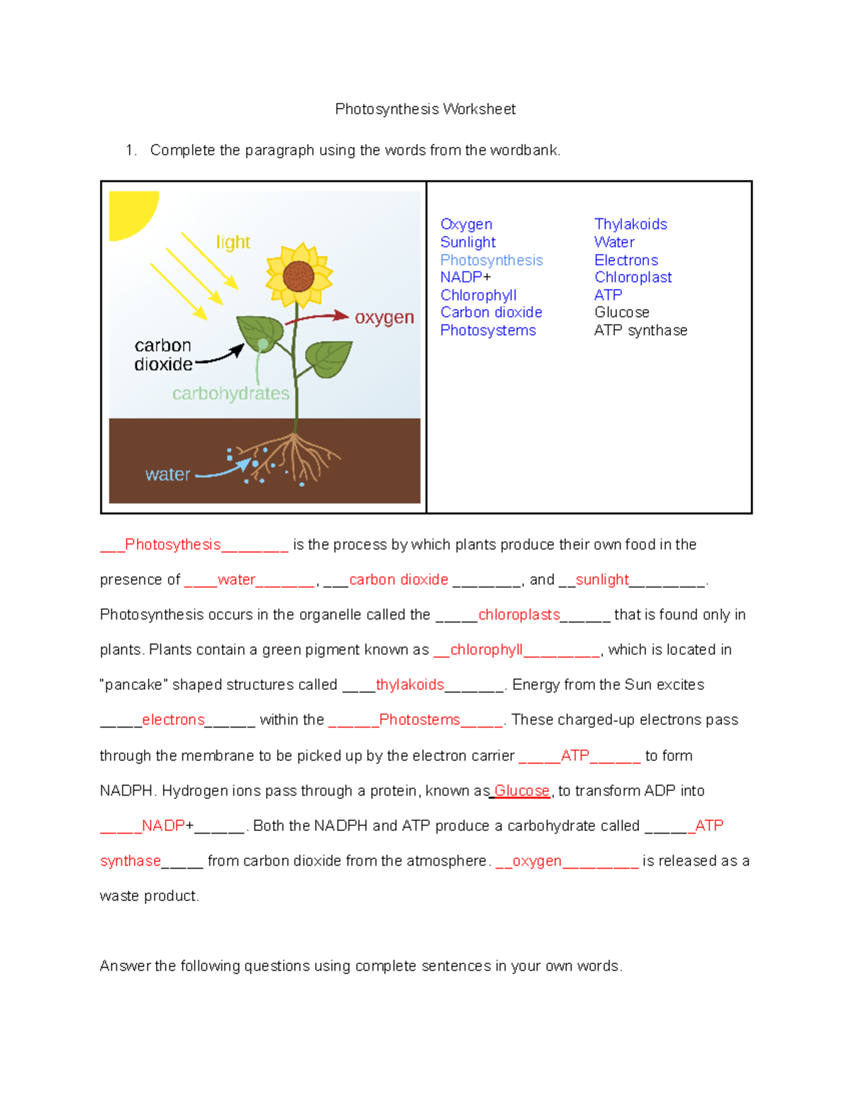 Photosynthesis Worksheets The Worksheet For Photosynthss Is