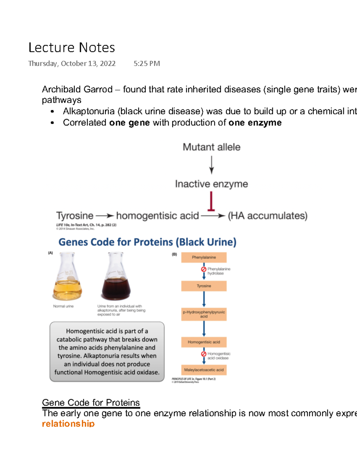 Lecture Notes - Archibald Garrod – found that rate inherited diseases ...