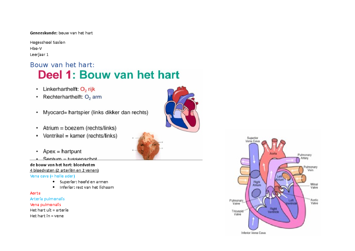 Geneeskunde bouw van het hart - Geneeskunde: bouw van het hart ...