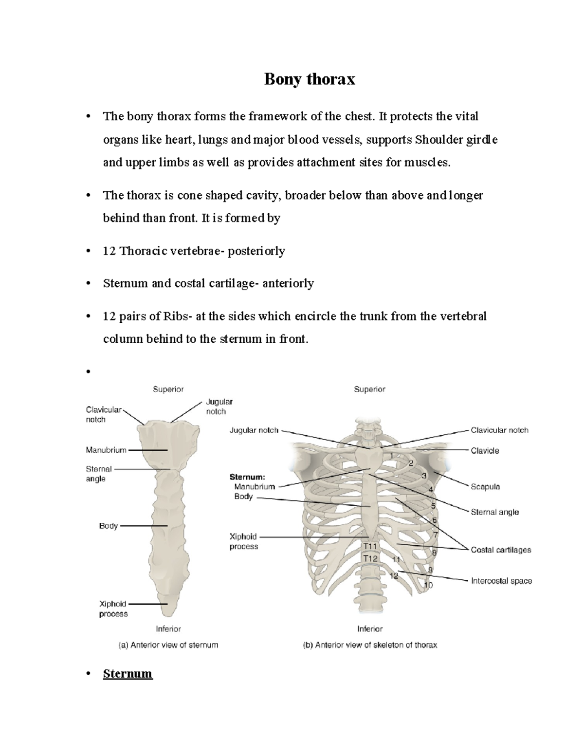Chest cavity bones - Bony thorax The bony thorax forms the framework of ...