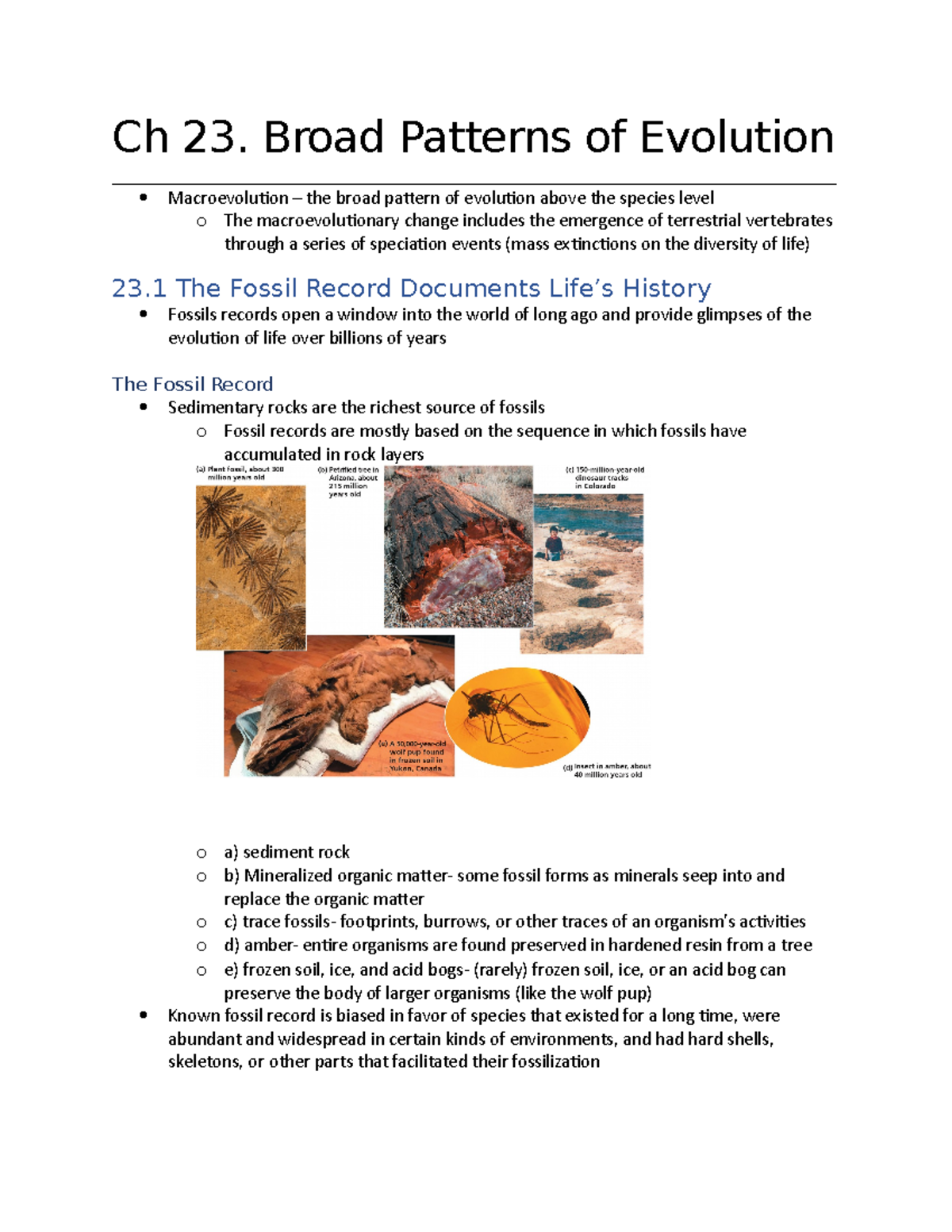 Ch 23. Broad Patterns of Evolution - Ch 23. Broad Patterns of Evolution ...