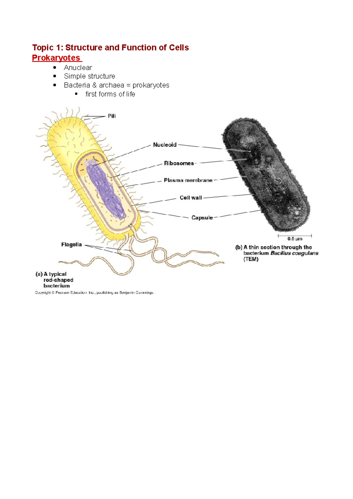 1014MSC Topic 1 - Topic 1: Structure and Function of Cells Prokaryotes ...