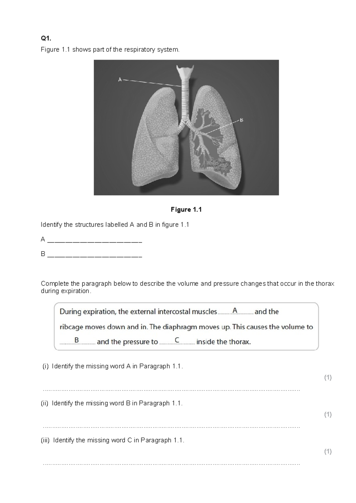 MOCK EXAM 2 respiratory system - Q1. Figure 1 shows part of the ...