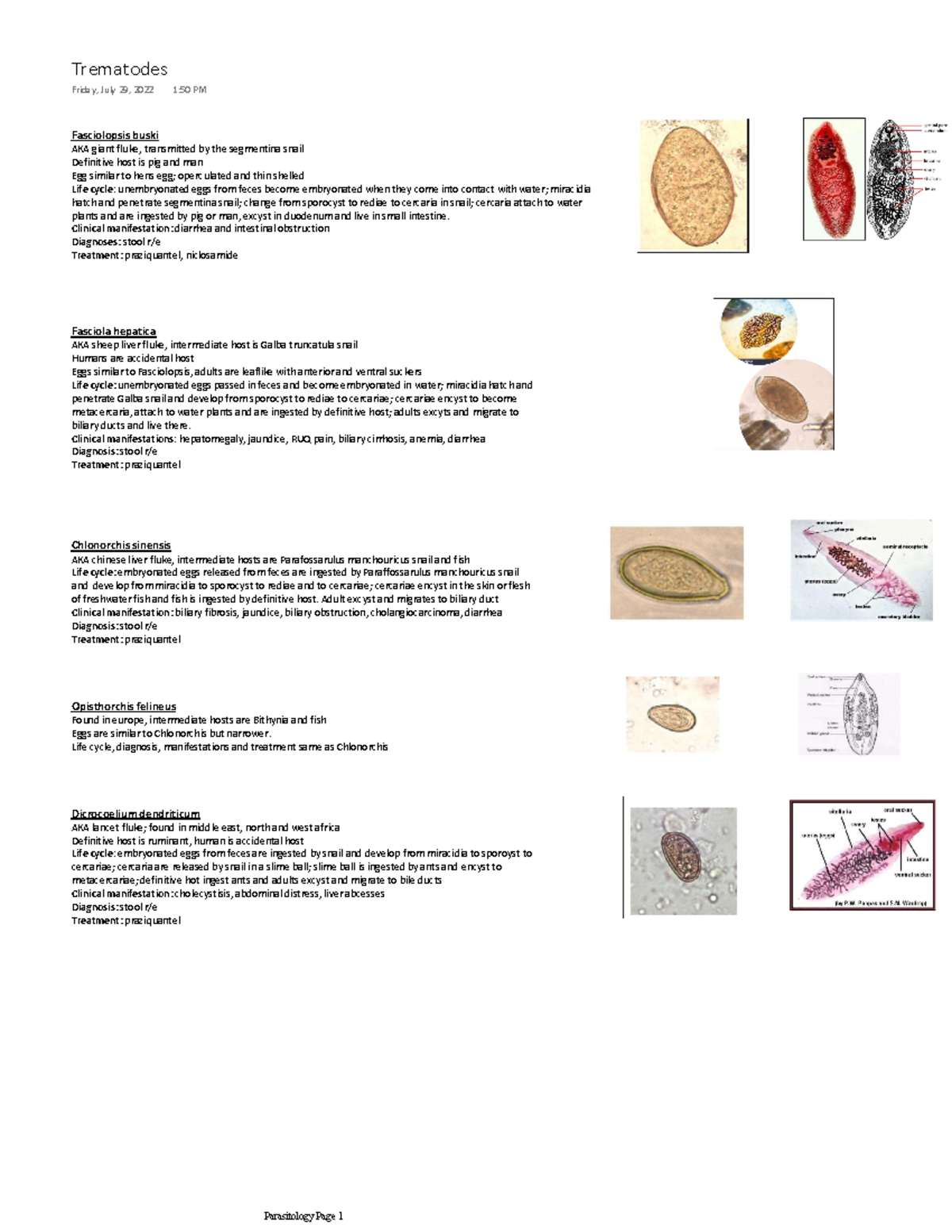 Trematodes - Fasciolopsis buski AKA giant fluke, transmitted by the ...