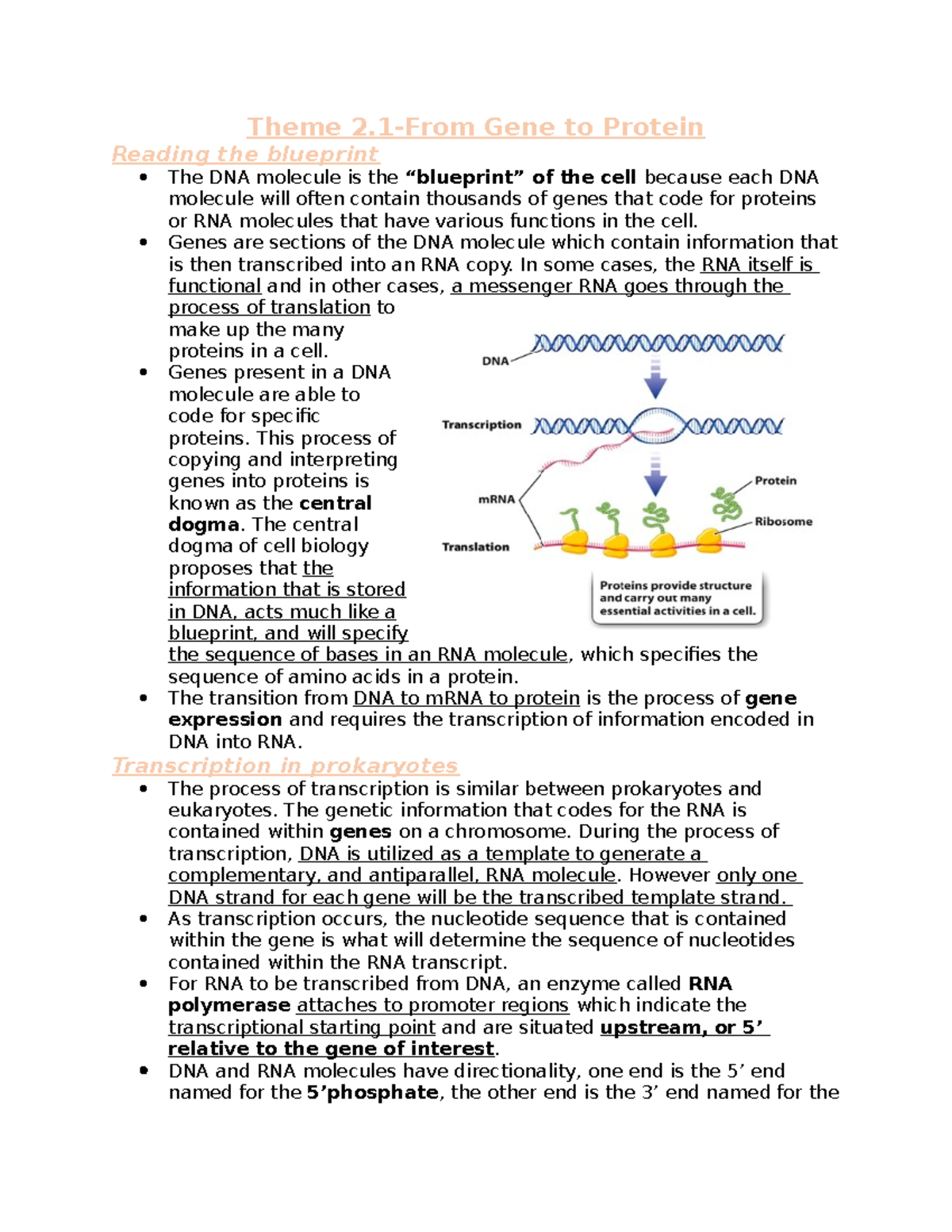 Theme 2 - lecture - Theme 2-From Gene to Protein Reading the blueprint ...