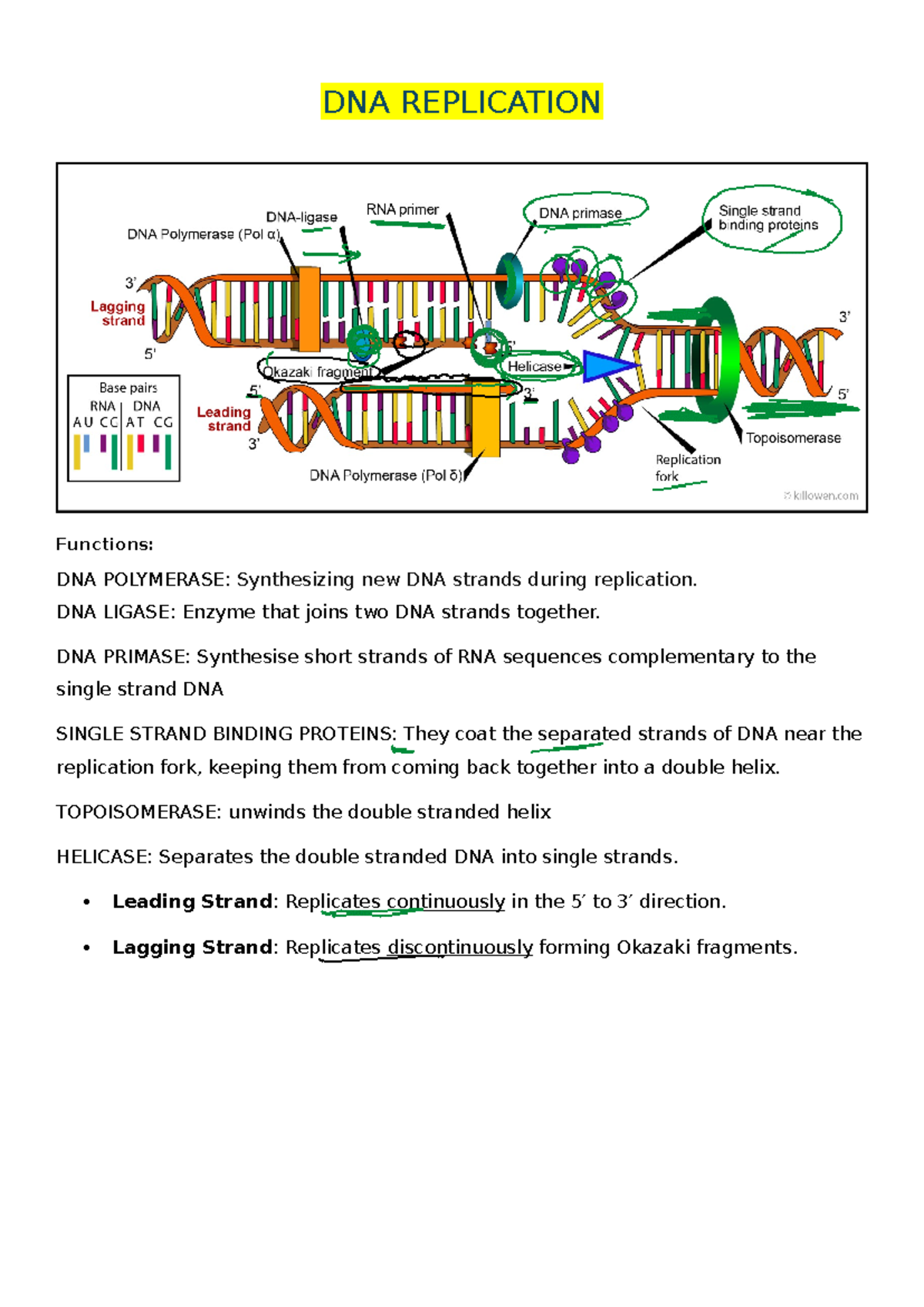 DNA Replication - DNA REPLICATION Functions: DNA POLYMERASE ...