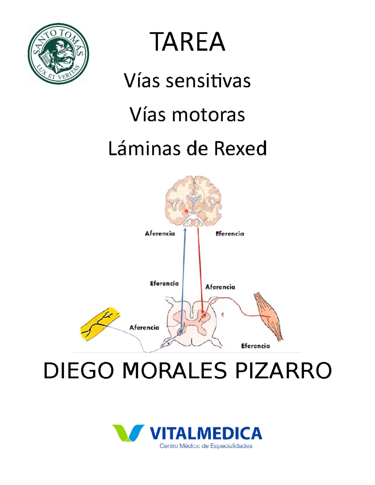 Tarea Vitalmedica - vias de la medula espinal - TAREA Vías sensitivas ...