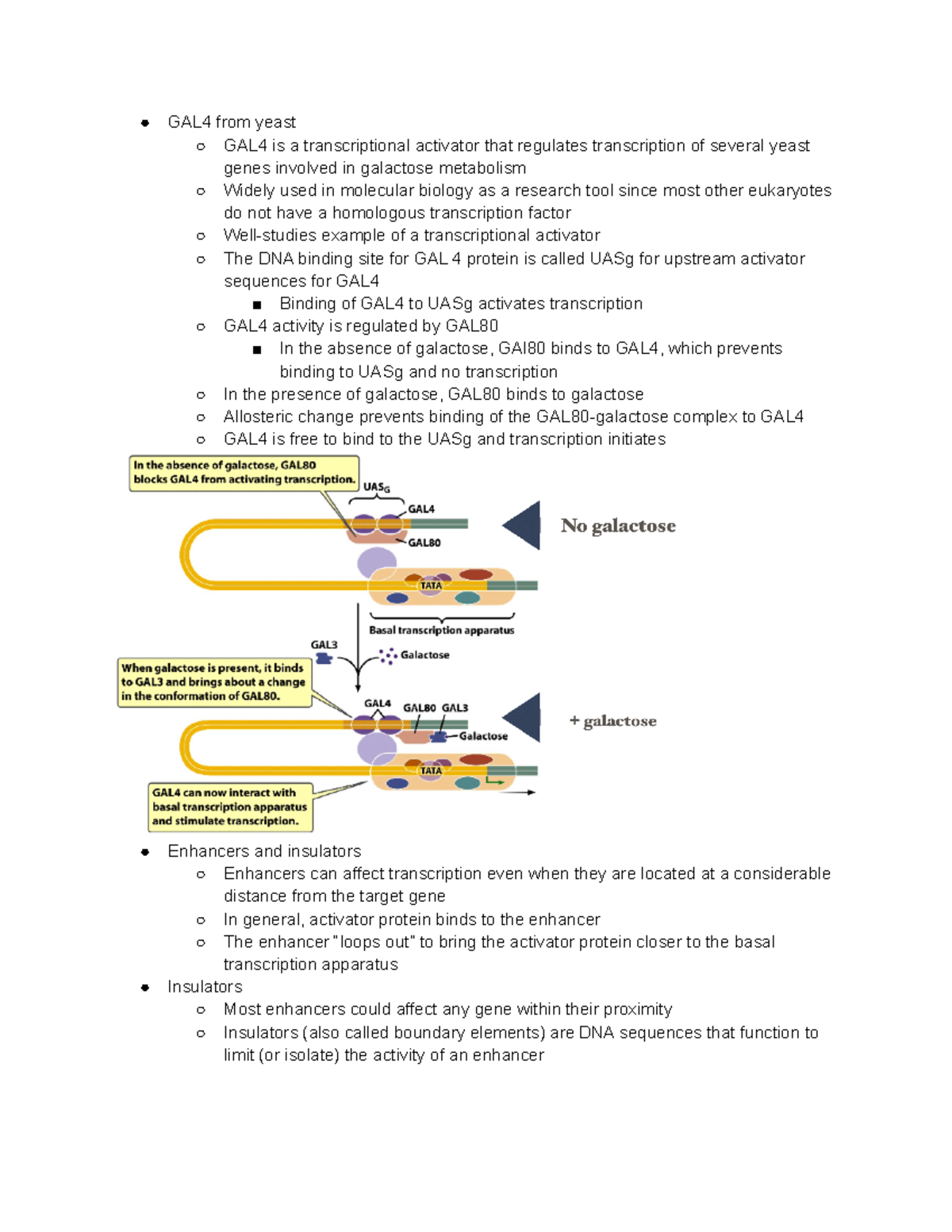 Genetics Chapter 17 Notes Part 4 - GAL4 from yeast GAL4 is a ...