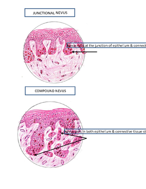 Anatomy MCQs 13 - Location of spleen in abdomen is a) Epigastrium b) Lt ...