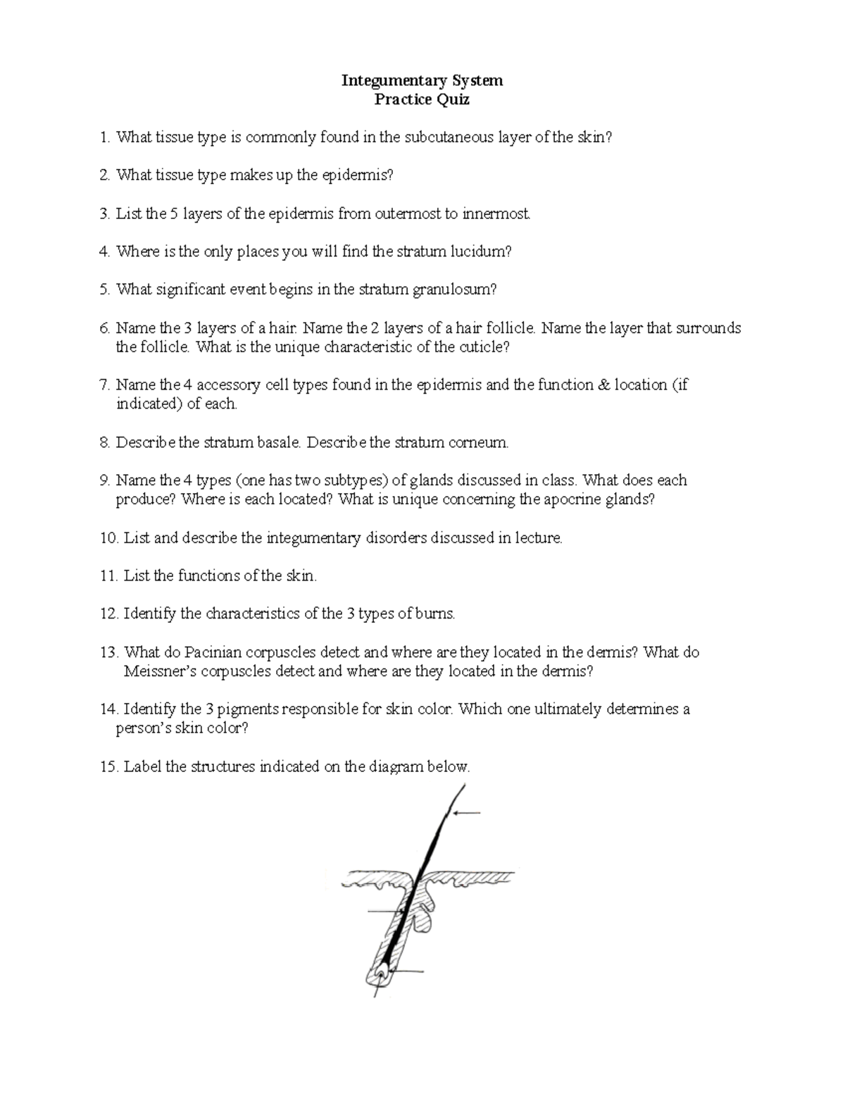 Integumentary System Practice Quiz - Integumentary SystemPractice Quiz ...
