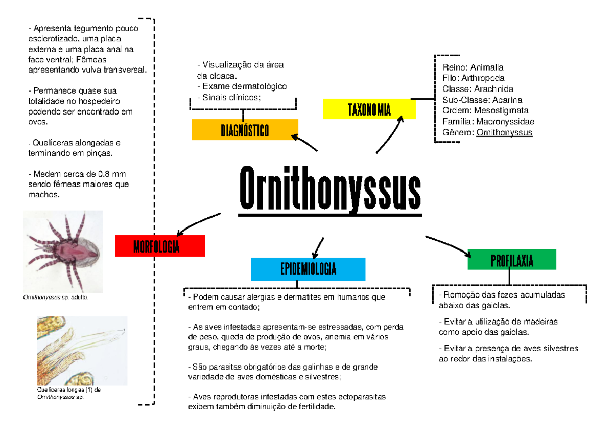 Genero Ornithonyssus - Carrapatos - Ornithonyssus TAXONOMIA ...