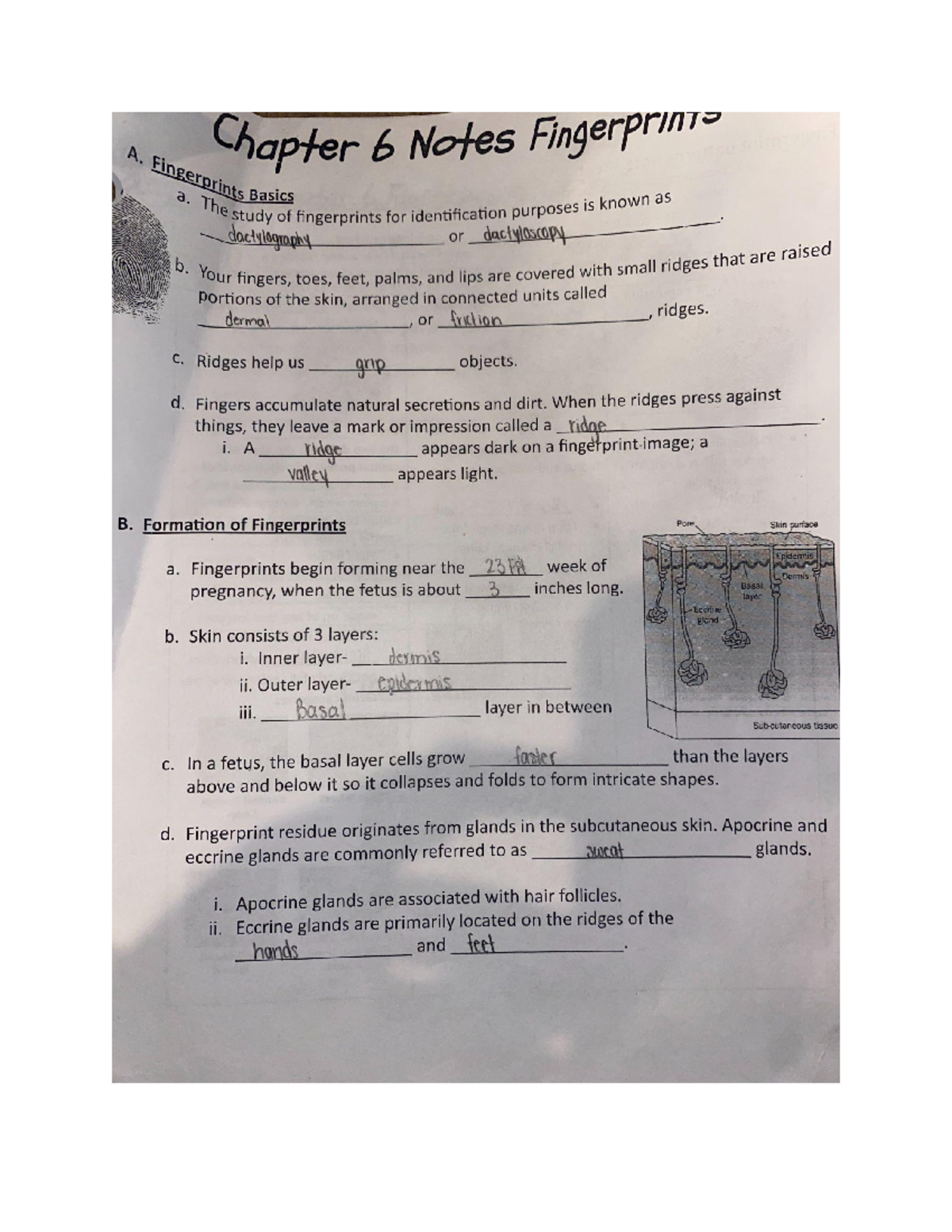 Fingerprints - Fingerprint Notes - Studocu