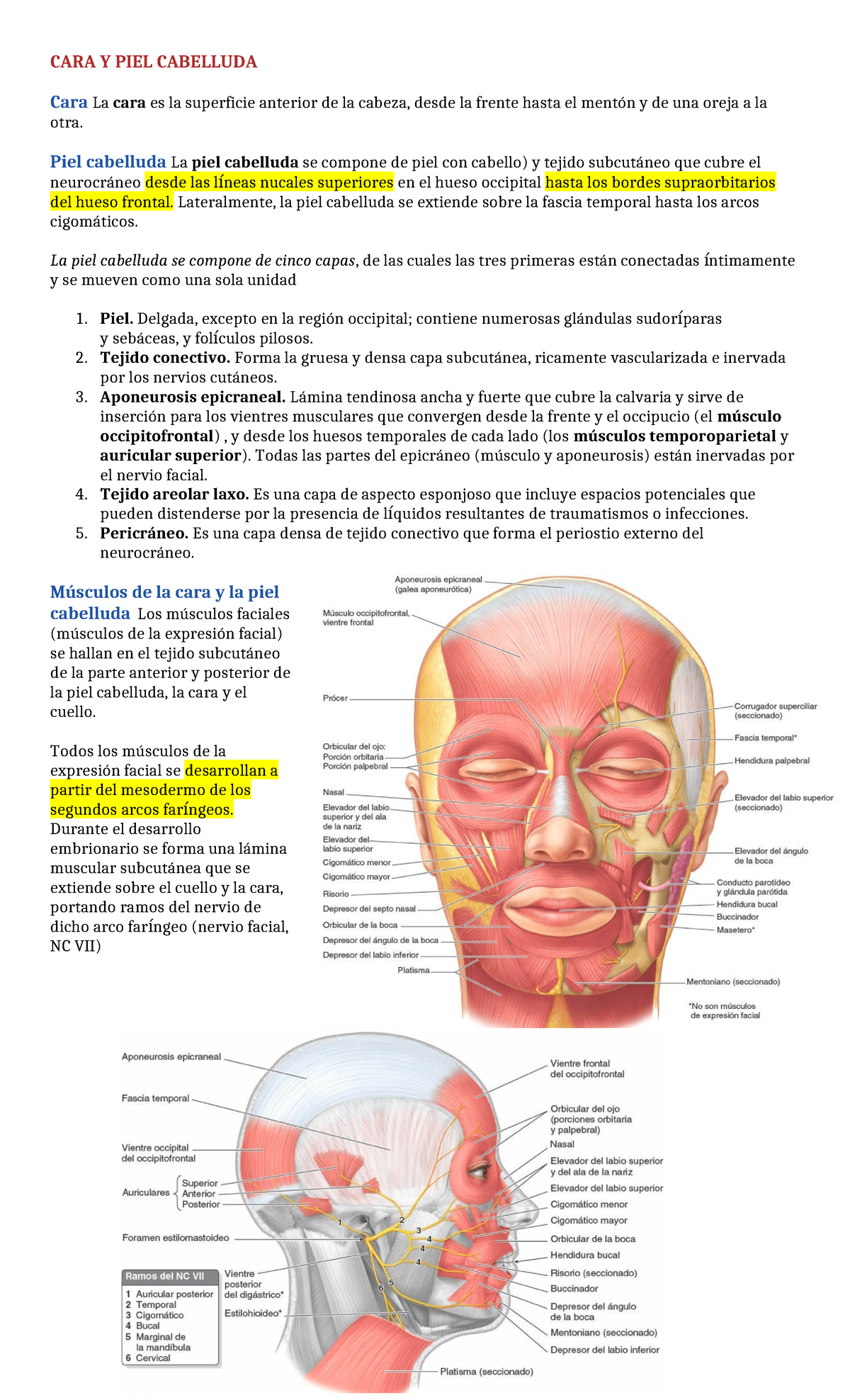 CARA Y PIEL Cabelluda - Cara - CARA Y PIEL CABELLUDA Cara La cara es la ...