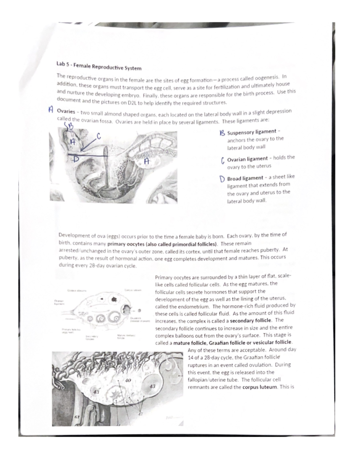 Anatomy And Physiology II Female Reproductive System Lab Notes - HSCI ...