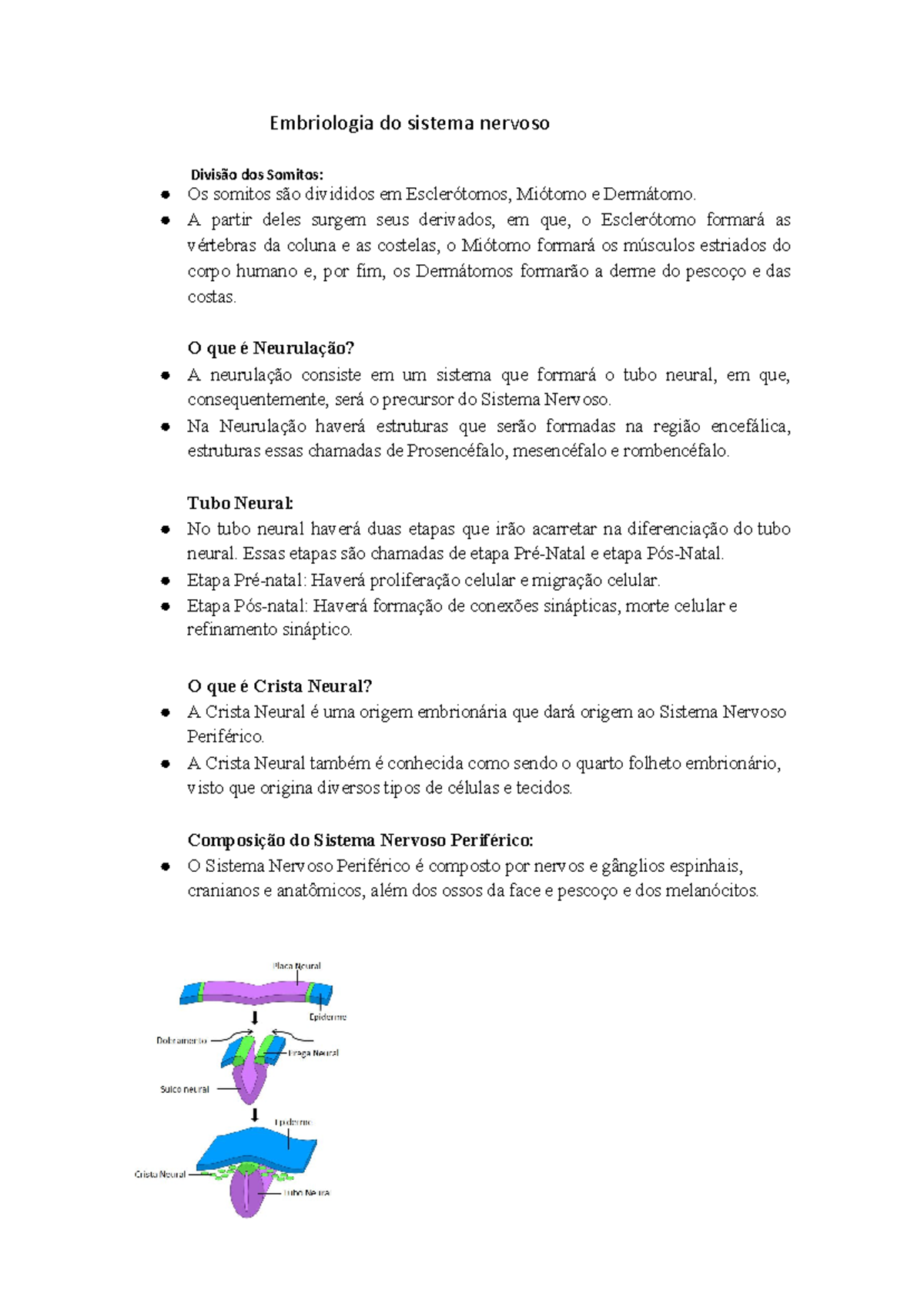 Embriologia do sistema nervoso - Embriologia do sistema nervoso Divisão ...