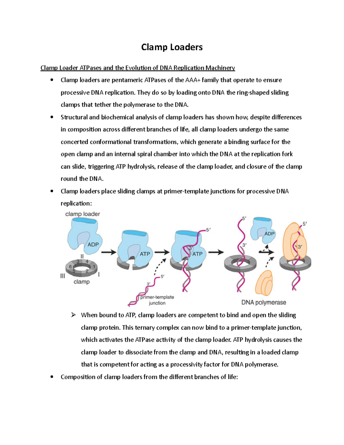 Clamp Loaders - They do so by loading onto DNA the ring-shaped sliding ...
