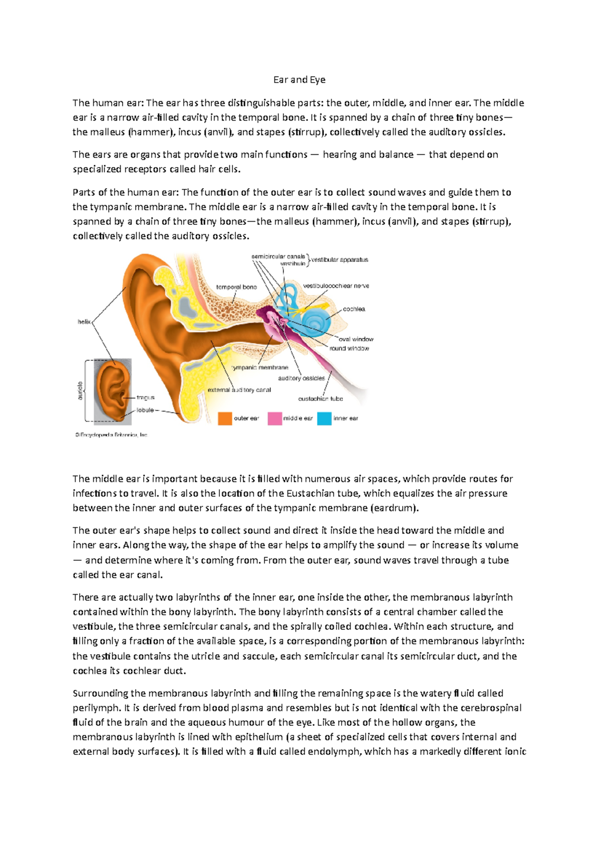 Ear and Eye - notes - Ear and Eye The human ear: The ear has three ...