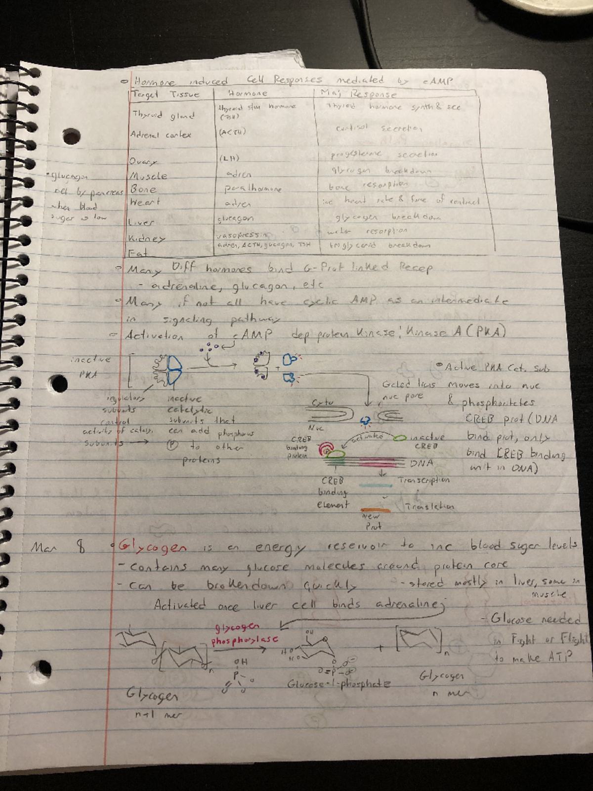 Cell mlec - Second half of semester notes for Dr. Schwartz 's class ...