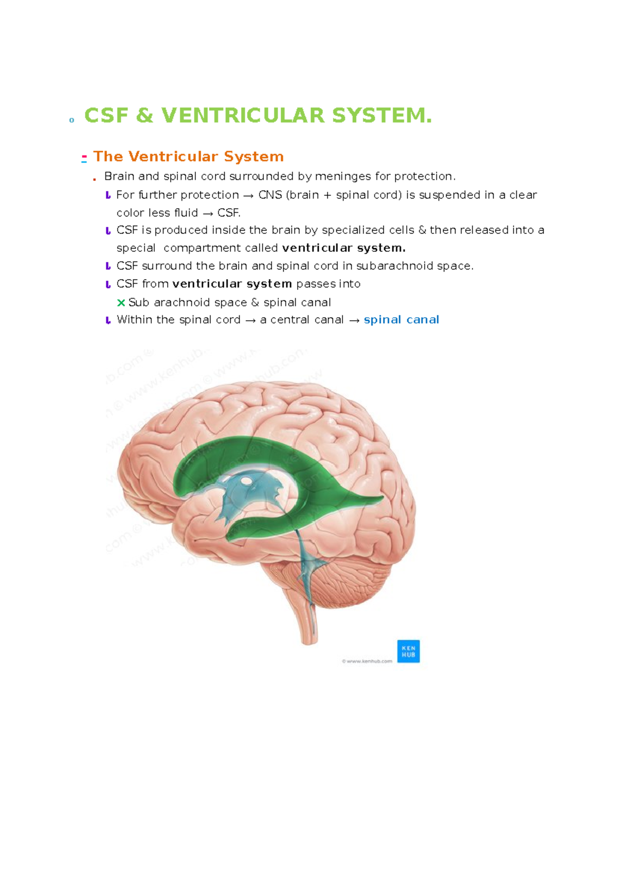 05 - CSF + Ventricles - Dr Najeeb Videos - o CSF & VENTRICULAR SYSTEM ...